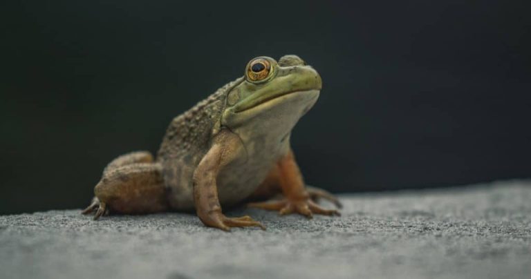 Como ter um Sapo de estimação em casa? - PataAmar 24 horas