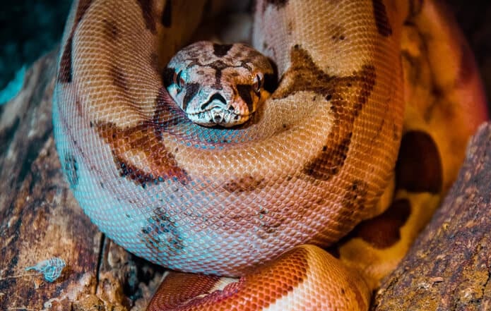 Também sou Pet: Jiboia - PataAmar Clínica Veterinária 24h