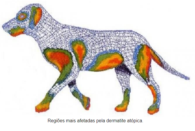 Queda de Pelo: Conheça Dermatite Atópica Canina - PataAmar