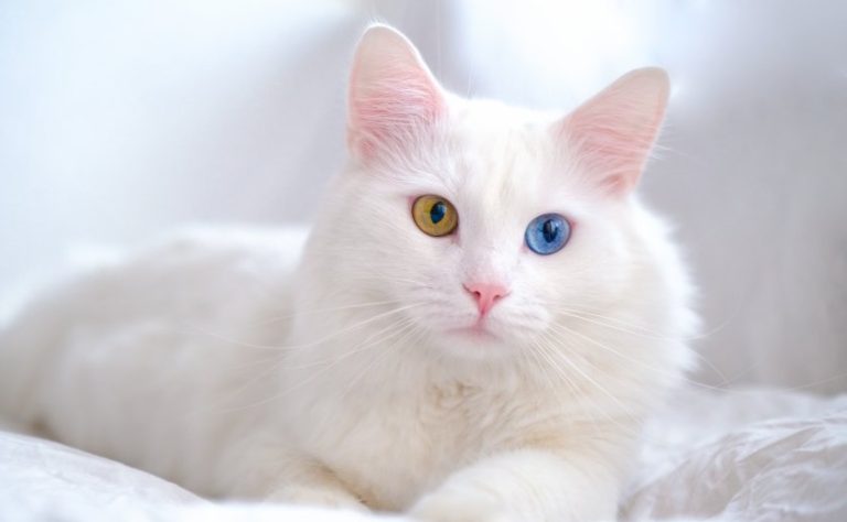 Conhecendo cada Raça: Gato Angorá- PataAmar Plantão 24 horas